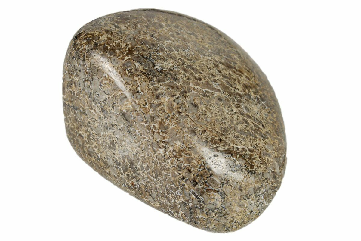 1.85" Polished Dinosaur Bone (Gembone) - Morocco (#190039) For Sale ...