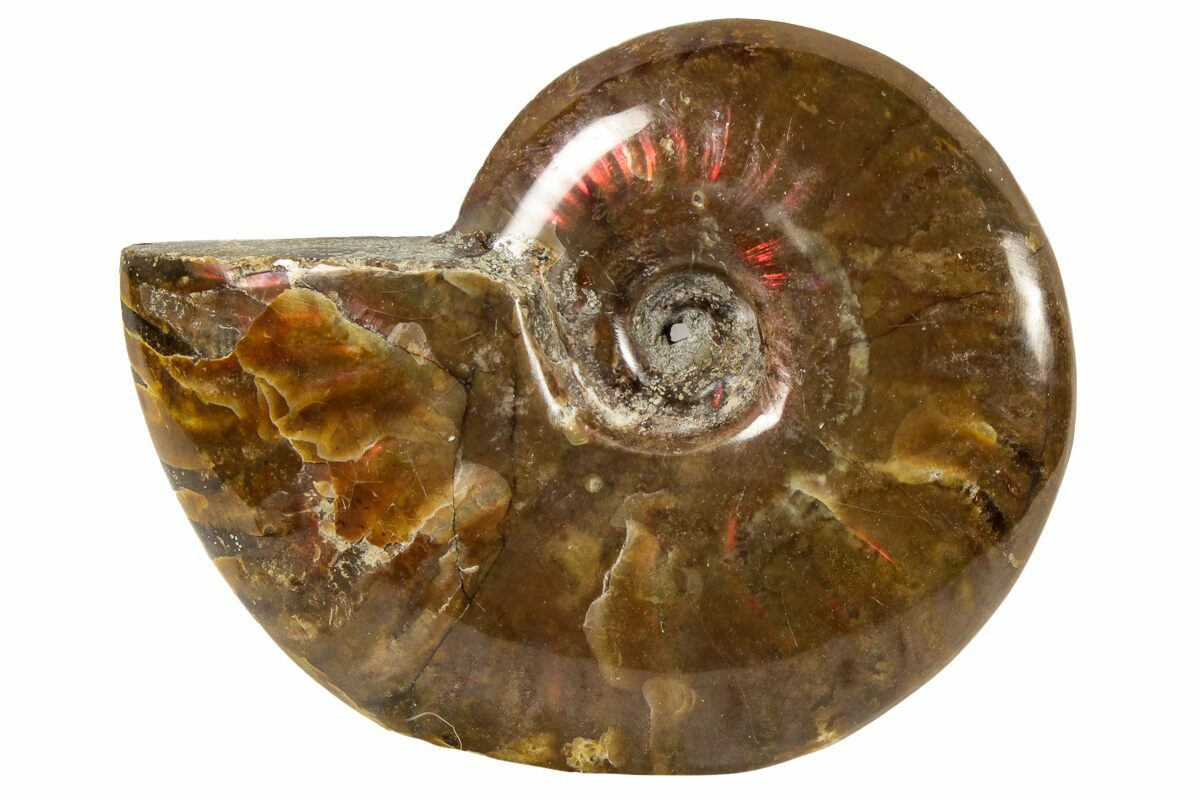 2.45" Red Flash Ammonite Fossil - Madagascar (#187270) For Sale ...