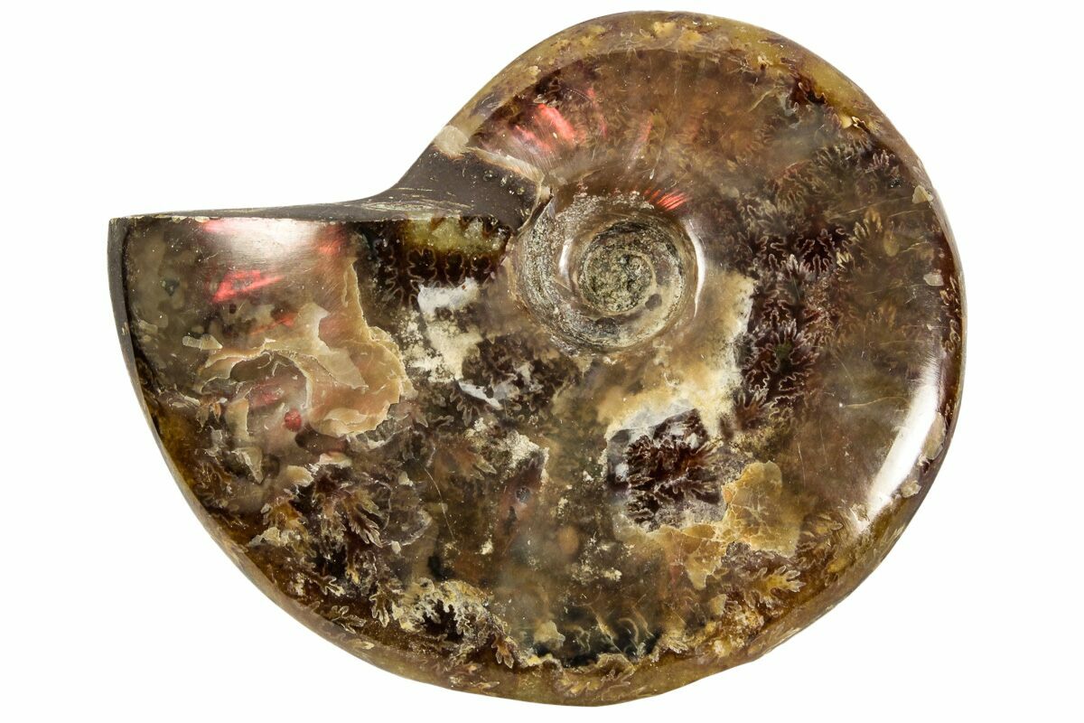 2.4" Red Flash Ammonite Fossil - Madagascar (#187294) For Sale ...