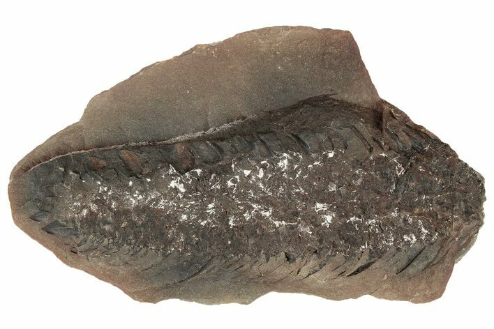 4.4" Pennsylvanian Club Moss (Lepidostrobus) Spore Cone - Indiana ...