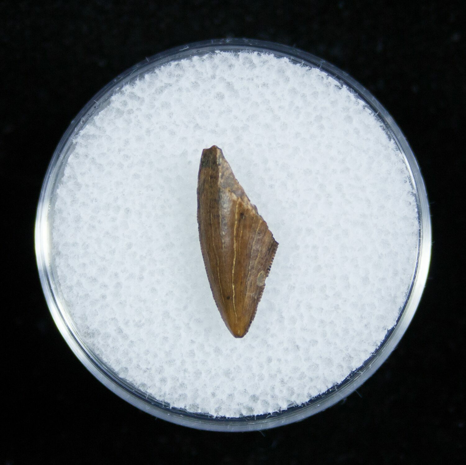 Small Dromaeosaur/Raptor Tooth From Montana (#2039) For Sale ...