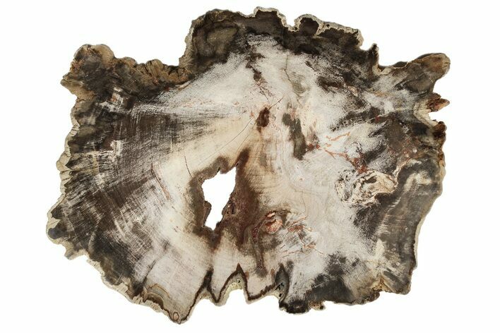 7.6" Petrified Wood (Hickory) Slab - Deschutes River, Oregon (#190841 ...