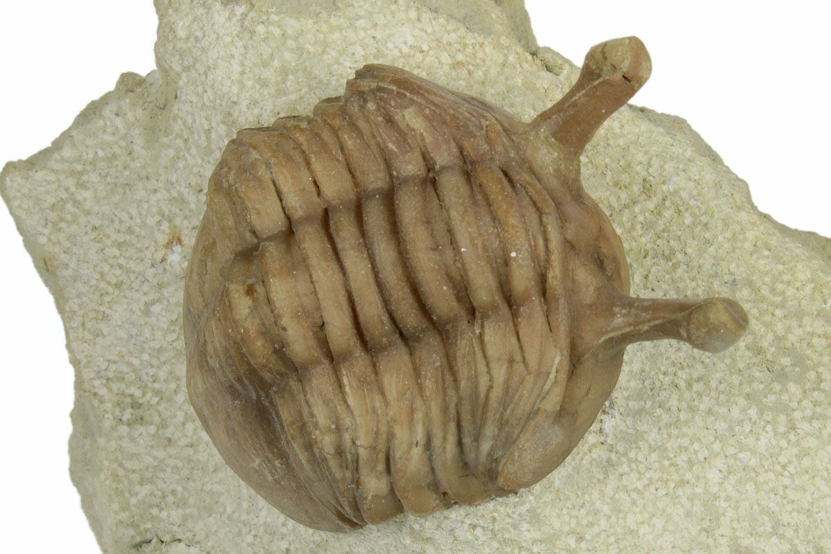 1.3" Stalk-Eyed Asaphus Kowalewskii Trilobite - Russia (#191299) For ...