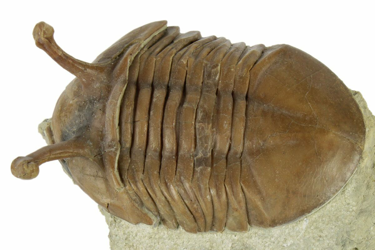 2.3" Stalk-Eyed Asaphus Kowalewskii Trilobite - Russia (#191307) For ...