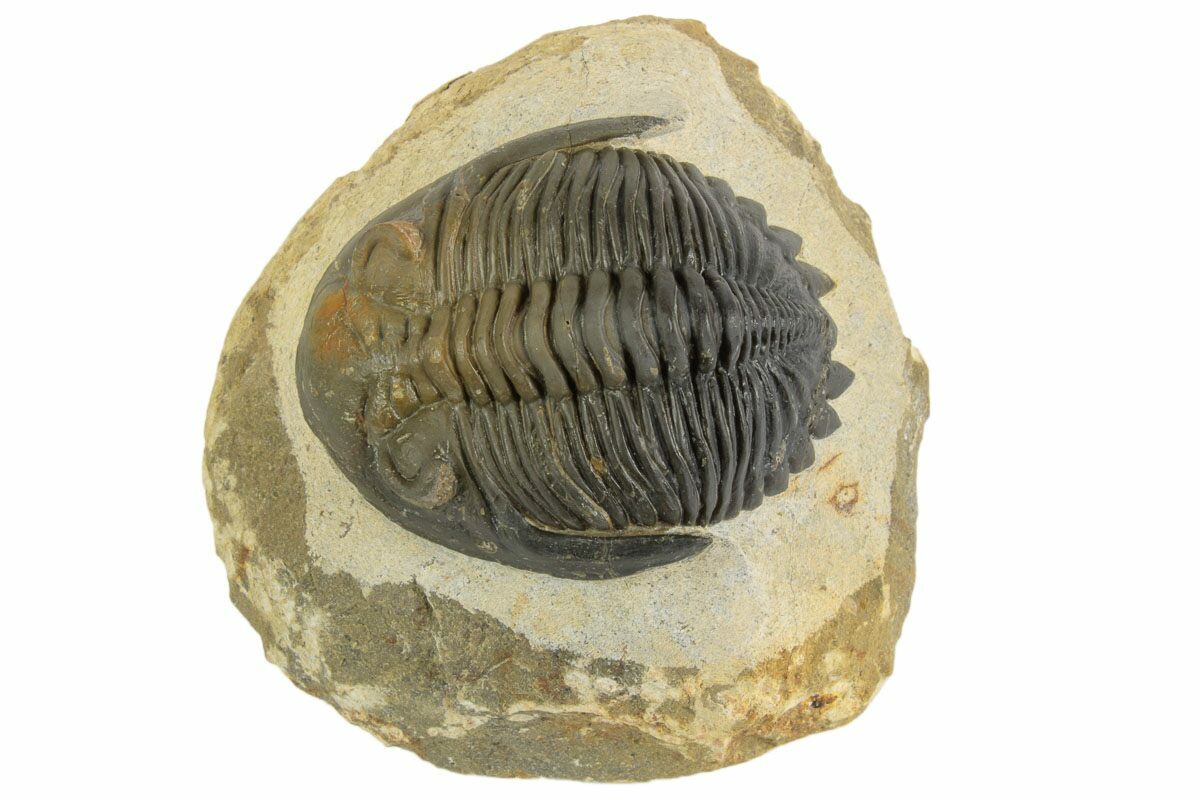 2.6" Detailed Hollardops Trilobite - Multi-Toned Shell Color (#191856 ...