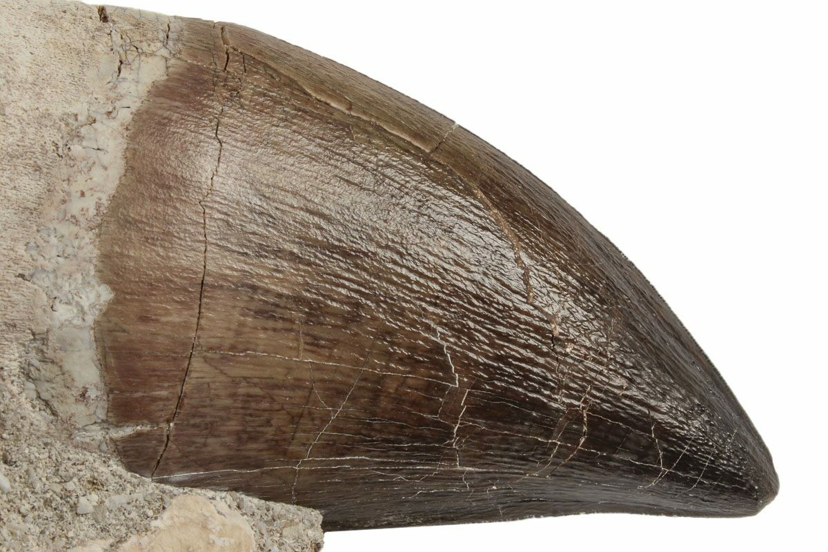 4.1" Fossil Rooted Mosasaur (Prognathodon) Tooth In Rock- Morocco ...