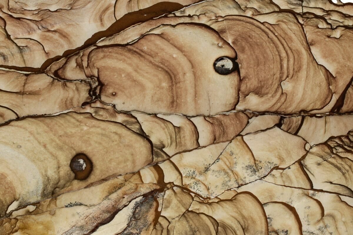 7.2" Polished Biggs Jasper Slab - Oregon (#193152) For Sale - FossilEra.com