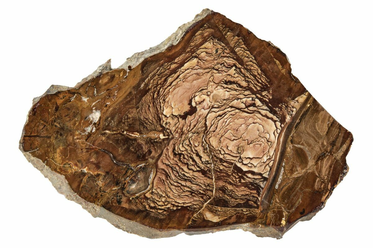 5.3" Polished Biggs Jasper Slab - Oregon (#193154) For Sale - FossilEra.com