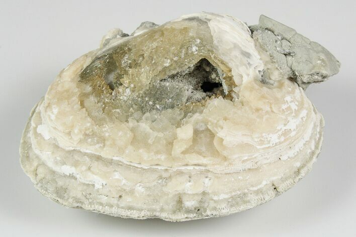 2.7" Fossil Clam with Fluorescent Calcite Crystals - Ruck's Pit, FL ...
