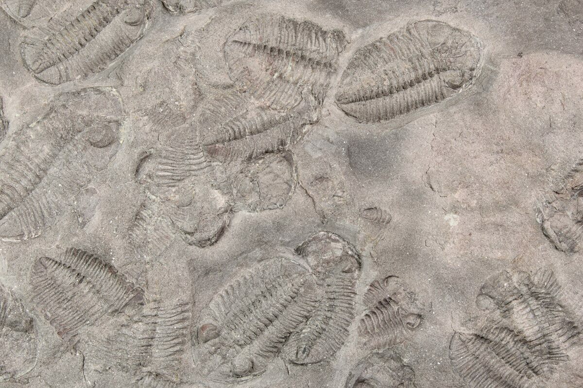 4.9" Ordovician Trilobite Mortality Plate - Trilobites On Both Sides ...