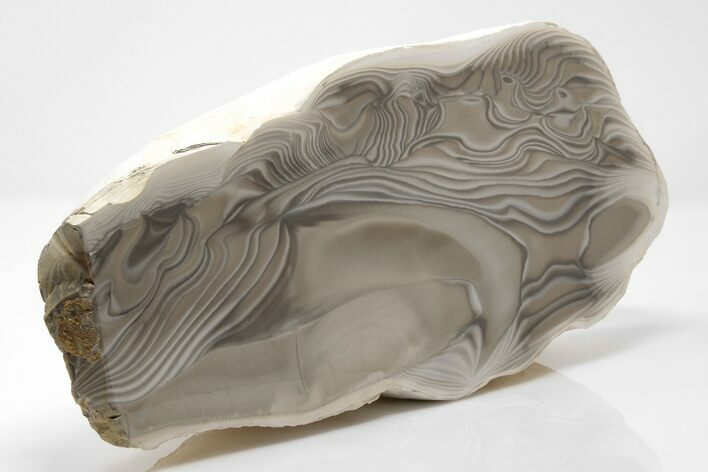 13" Polished, Striped Flint Section - Poland (#193649) For Sale ...