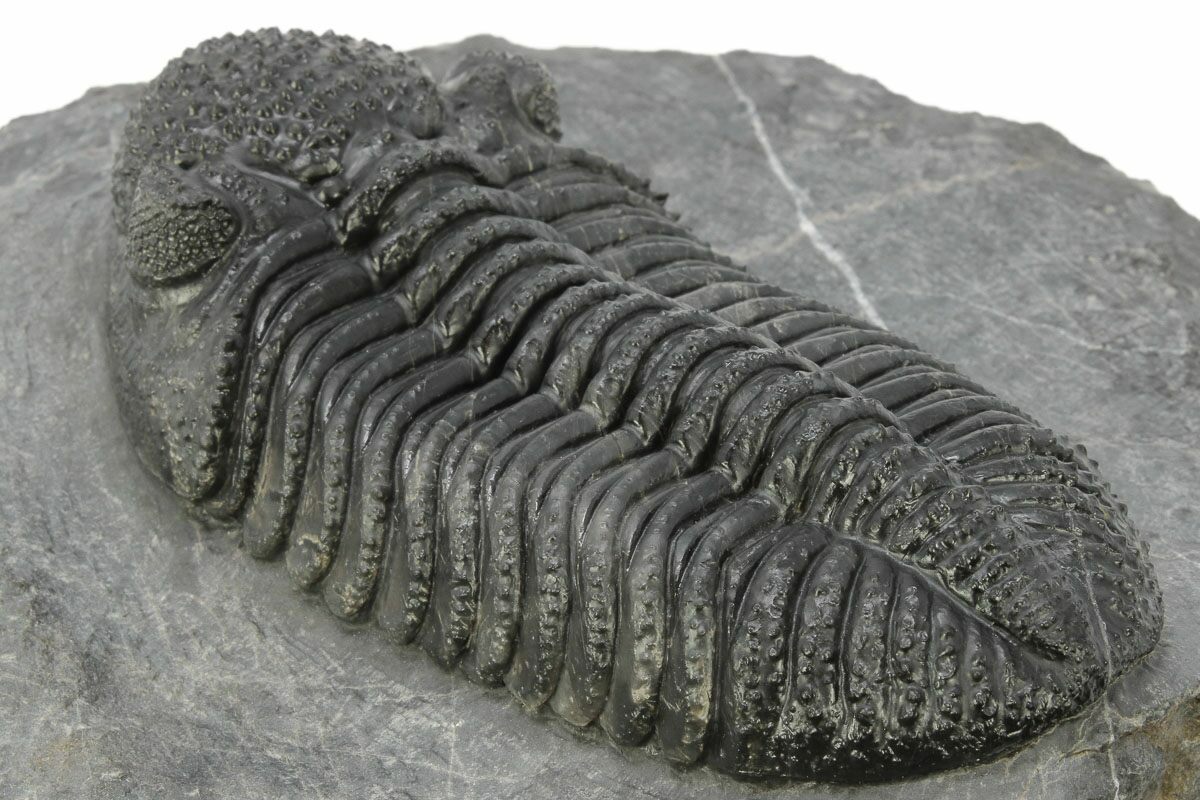 4.9" Perfectly Prone, Drotops Trilobite - Beautiful Specimen (#195822 ...