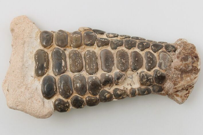 1.6" Fossil Pycnodont (Anomoeodus) Crushing Mouth Plate - Morocco ...