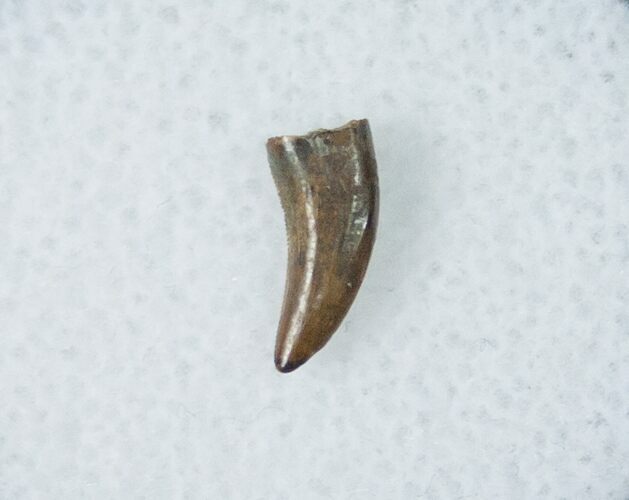Small .3" Acheroraptor Tooth - Montana (#12275) For Sale - FossilEra.com