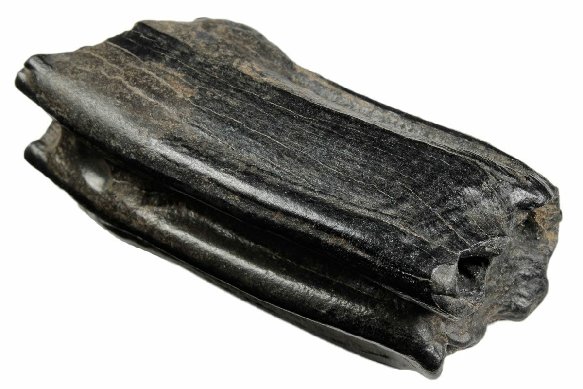 2.5" Pleistocene Aged Fossil Horse Tooth - South Carolina (#197072) For ...