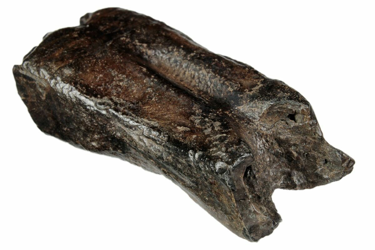 2.2" Pleistocene Aged Fossil Horse Tooth - South Carolina (#197073) For ...