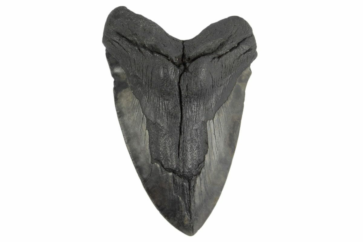 Bargain, 6.33" Fossil Megalodon Tooth - Massive Meg Tooth! (#197040 ...