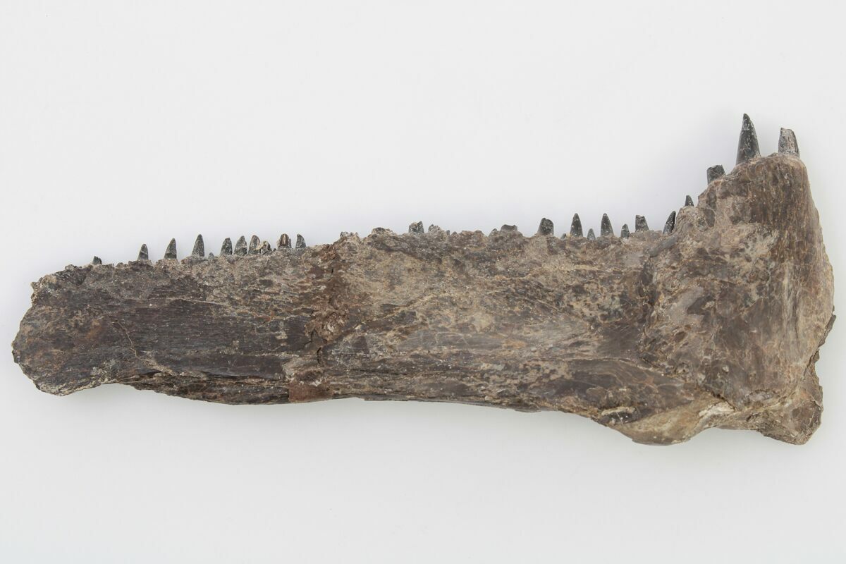 4.6" Fossil Fish (Ichthyodectes) Jaw Section - Kansas (#197607) For ...