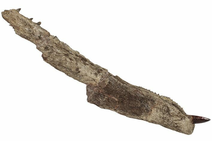 8.8" Cretaceous Swordfish (Protosphyraena) Jaw Section - Kansas ...