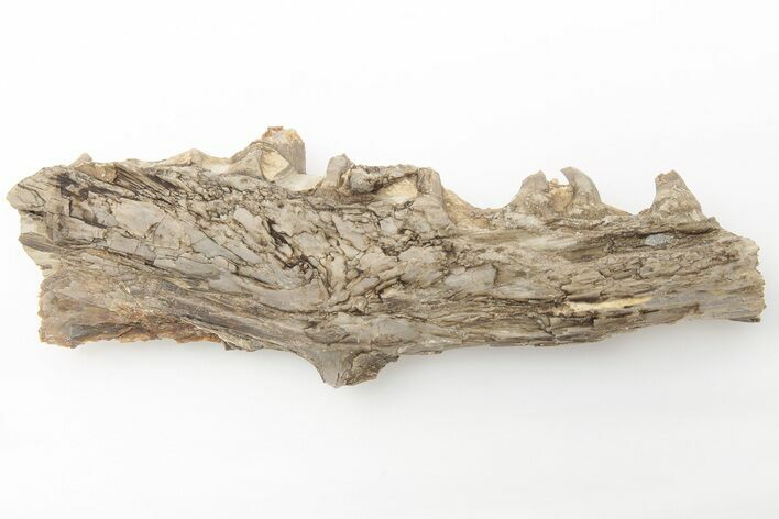 2.5" Fossil Fish (Cimolichthys) Jaw Section - Kansas (#197684) For Sale ...
