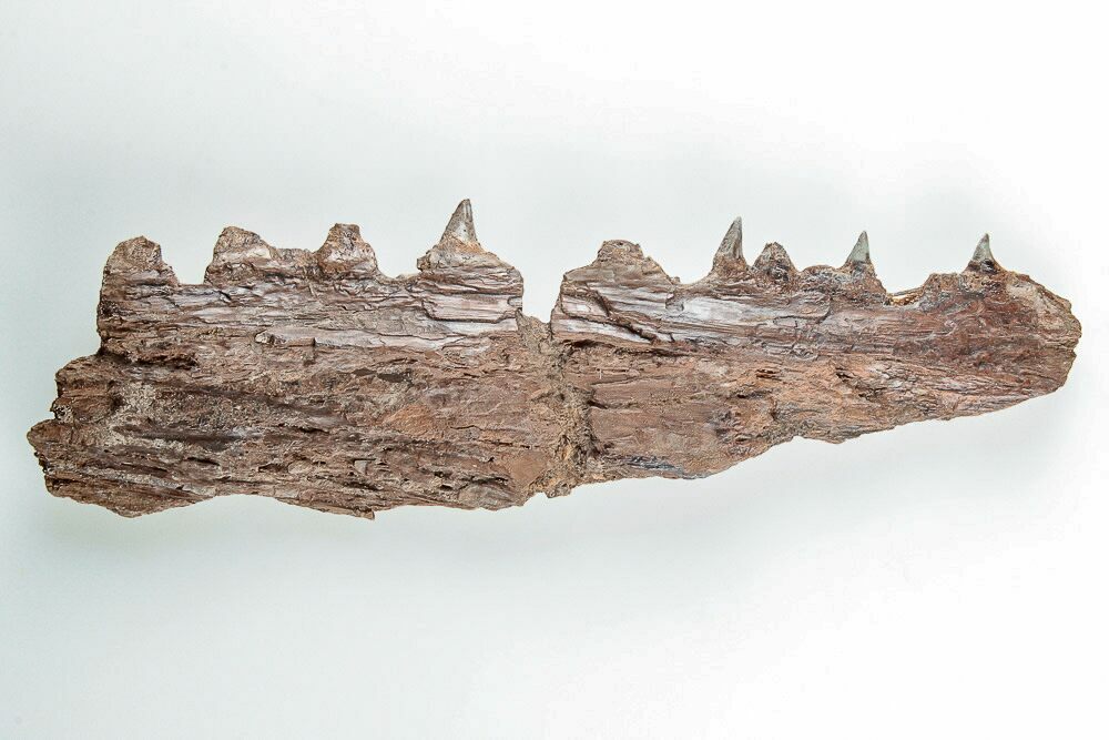 5" Fossil Fish (Cimolichthys) Jaw Section - Kansas (#197639) For Sale ...