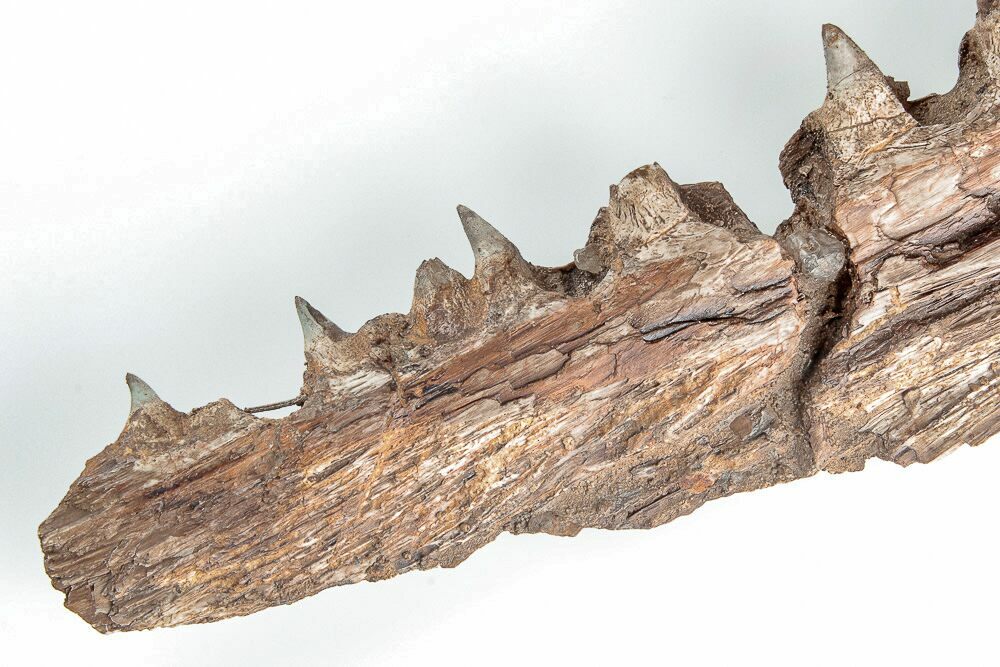 5" Fossil Fish (Cimolichthys) Jaw Section - Kansas (#197639) For Sale ...