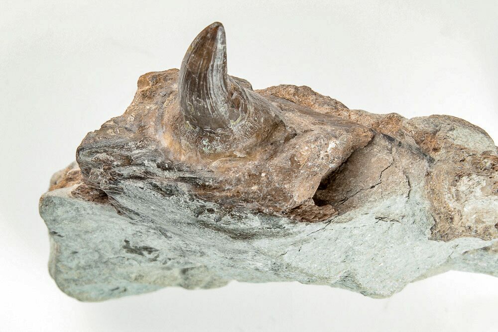 Fossil Mosasaur (Platecarpus) Tooth in Jaw Section - Kansas (#197693 ...