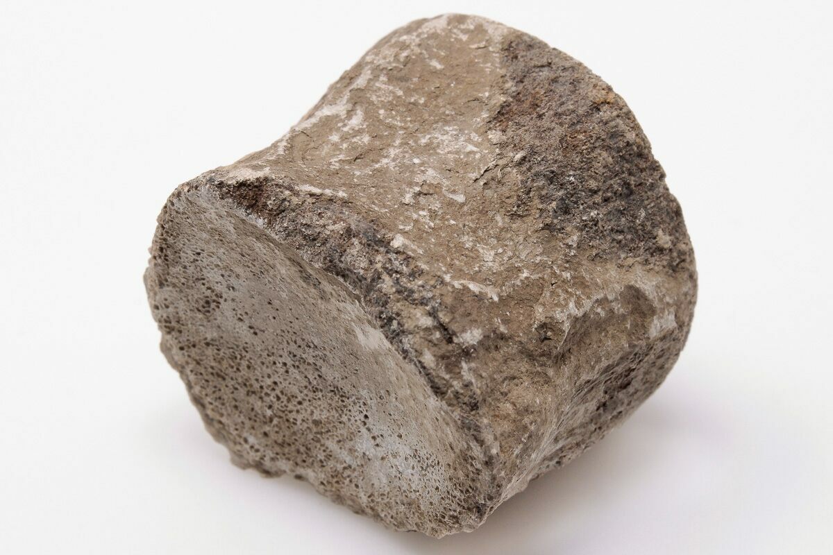 1" Fossil Mosasaur (Platecarpus) Caudal Vertebra - Kansas (#197946) For ...
