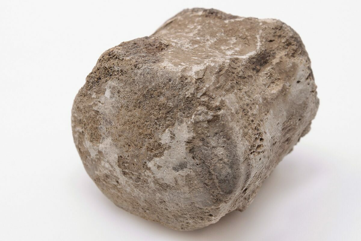 1" Fossil Mosasaur (Platecarpus) Caudal Vertebra - Kansas (#197946) For ...