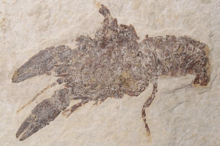 Rare, 2.1" Fossil Crayfish (Procambarus) - Green River Formation ...