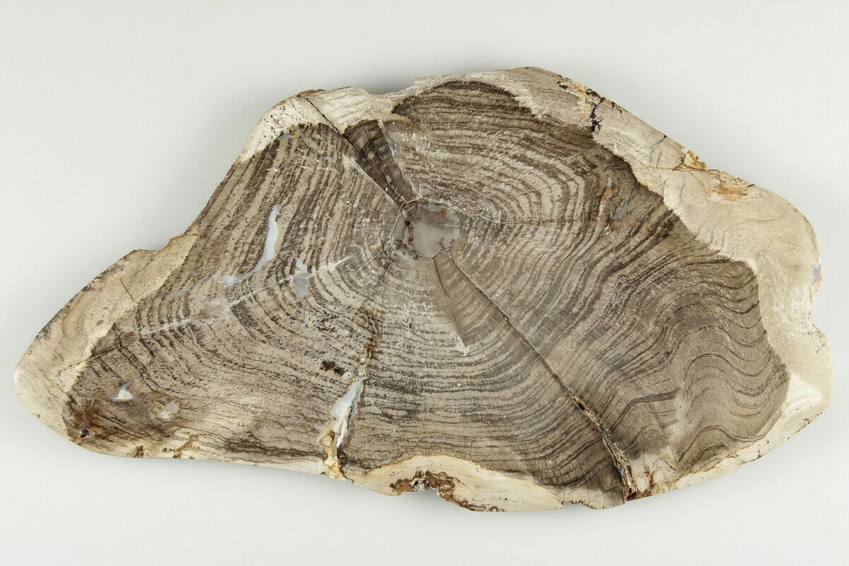 4.9" Devonian Petrified Wood From Oklahoma - Oldest True Wood (#198060 ...