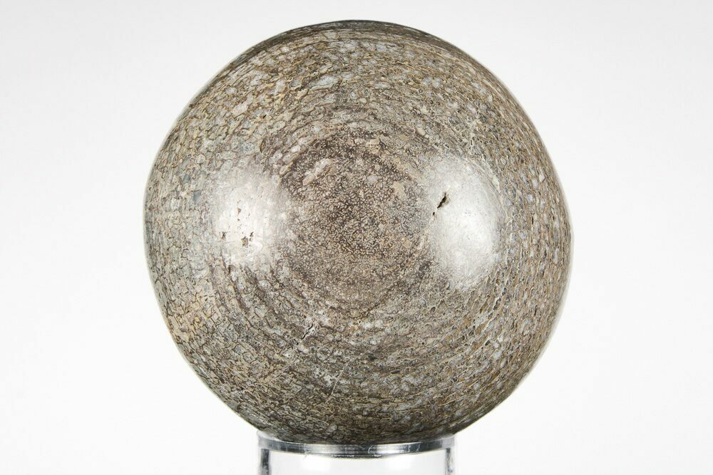 2.7" Polished Agatized Dinosaur (Gembone) Sphere - Morocco (#198420 ...