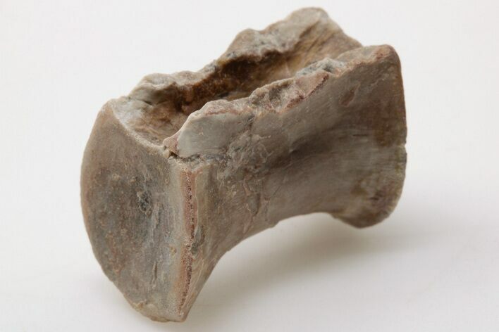.7" Triassic Theropod Dinosaur (Coelophysis) Vertebra - Arizona ...