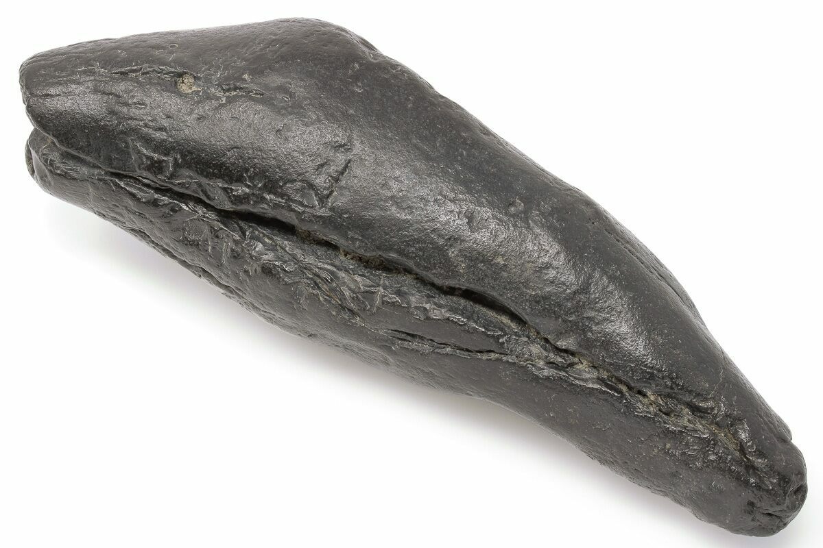 Huge, 6.8" Fossil Sperm Whale (Scaldicetus) Tooth - South Carolina ...