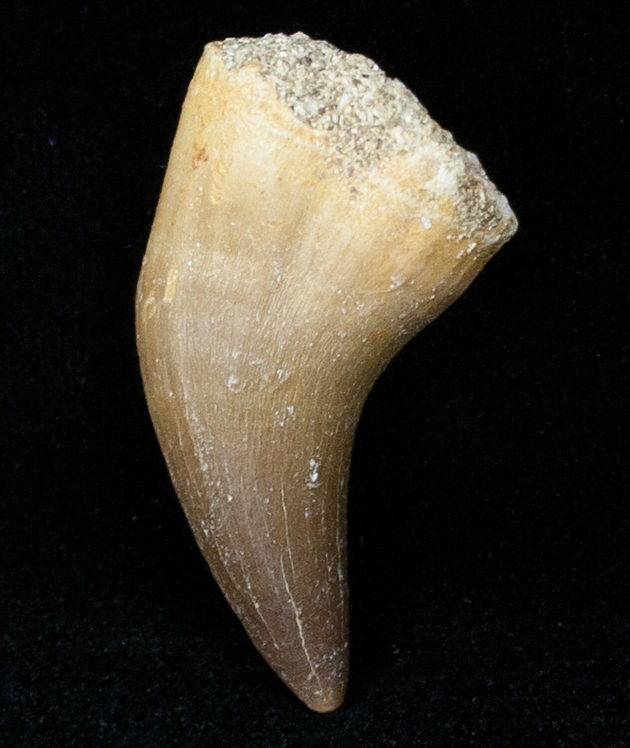 1.1" Mosasaur (Halisaurus Arambourgi) Tooth (#12448) For Sale ...