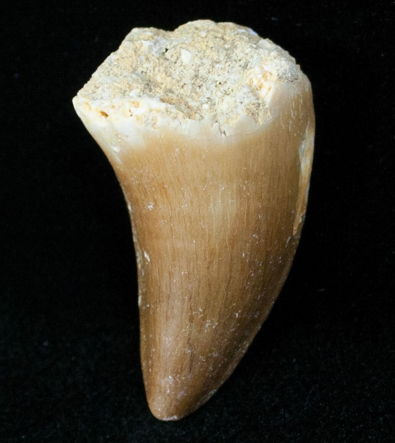 1.1" Mosasaur (Halisaurus Arambourgi) Tooth (#12449) For Sale ...