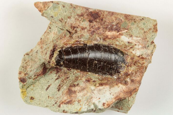.85" Abelisaur Tooth In Matrix - Dekkar Formation, Morocco (#200527 ...