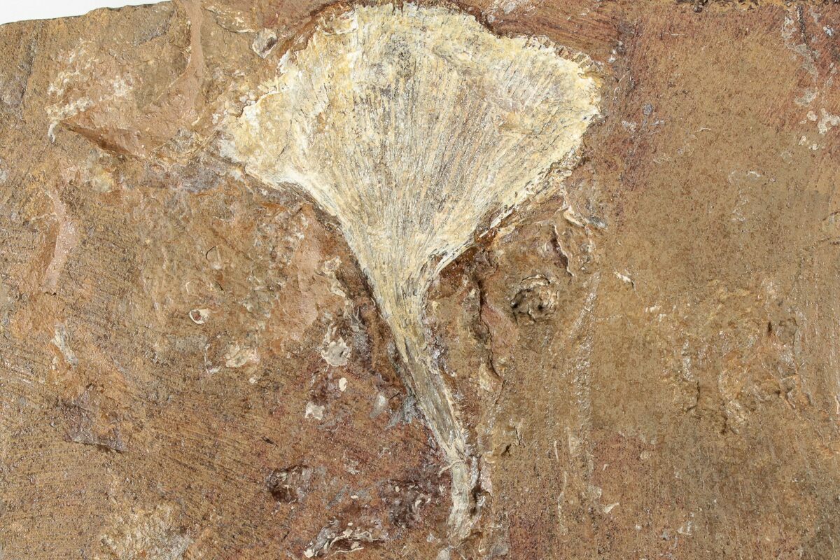 1.85" Fossil Ginkgo Leaf From North Dakota - Paleocene (#201237) For ...