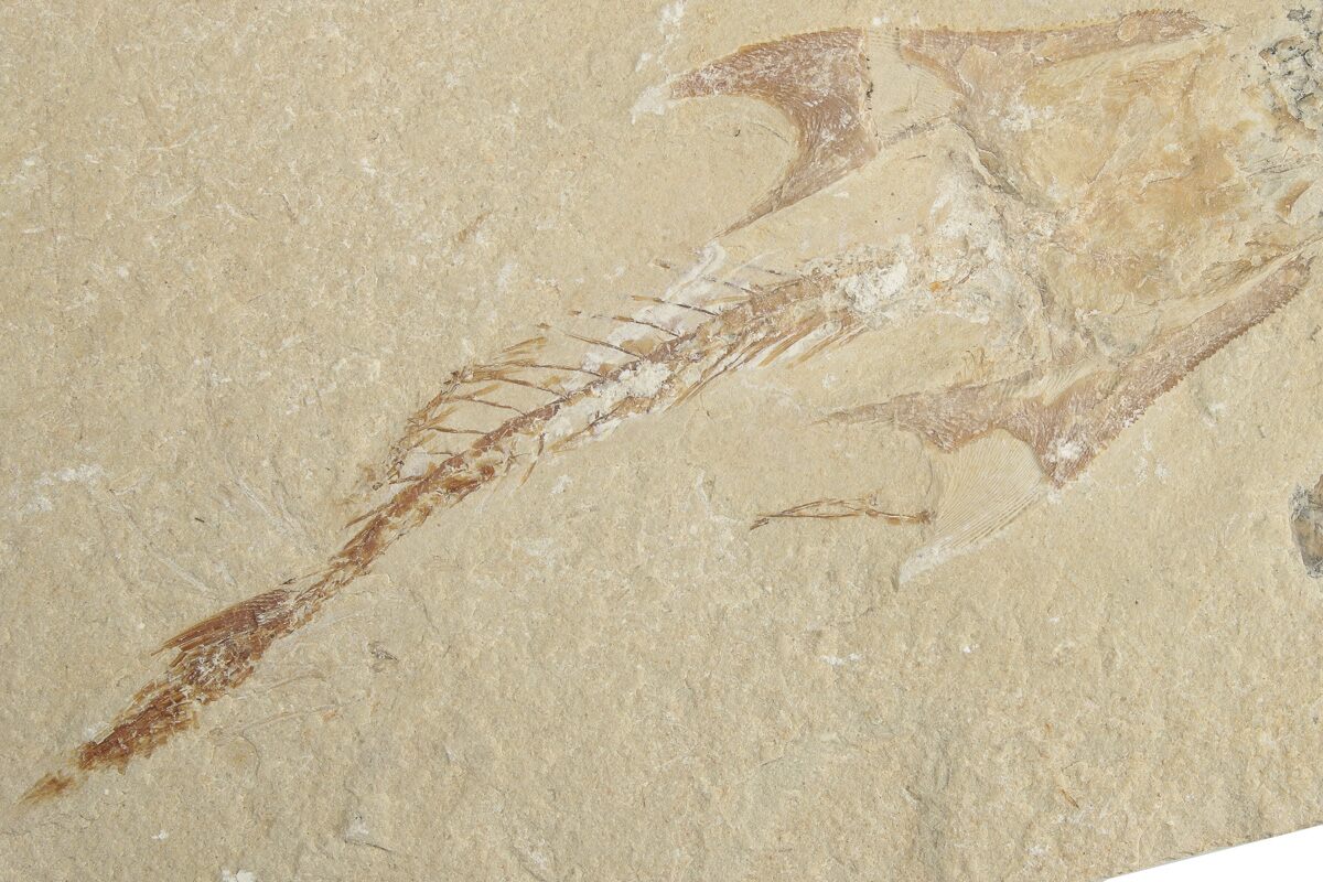 3.8" Cretaceous Crusher Fish (Coccodus) - Hjoula, Lebanon (#202061) For ...