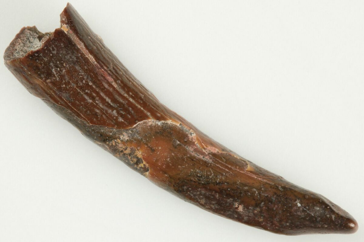 .89" Fossil Pterosaur (Siroccopteryx) Tooth - Morocco (#201973) For ...