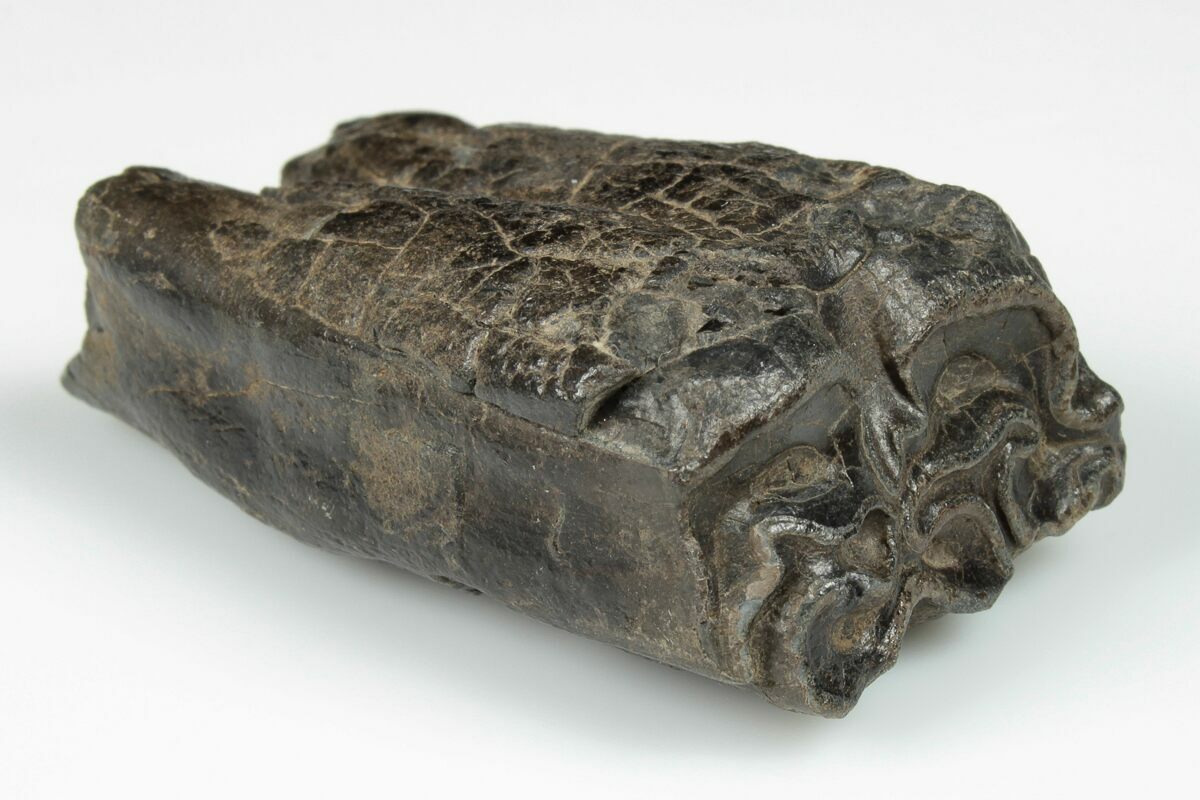 1.87" Pleistocene Aged Fossil Horse Tooth - South Carolina (#202480 ...