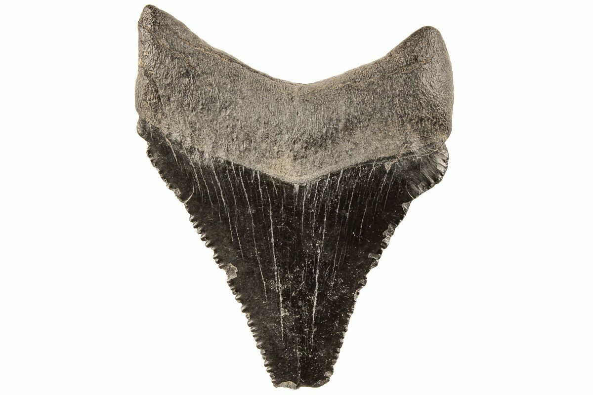 1.85" Serrated Angustidens Tooth - Megalodon Ancestor (#202413) For ...