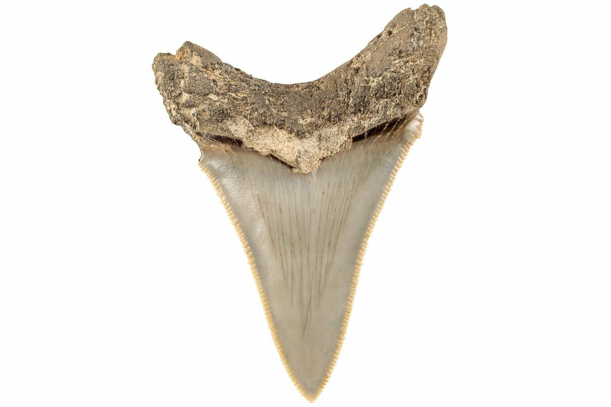 2.4" Serrated Angustidens Tooth - Megalodon Ancestor (#202420) For Sale ...