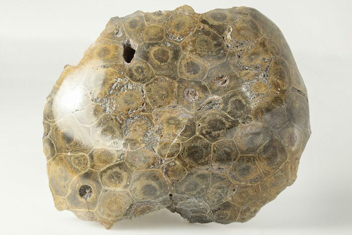 4.4" Polished Fossil Coral (Actinocyathus) Head - Morocco (#202506) For ...