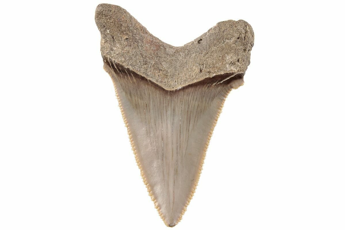 1.9" Serrated Angustidens Tooth - Megalodon Ancestor (#202401) For Sale ...