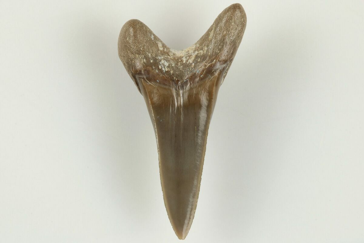 1.1" Fossil Shark (Cretodus) Tooth - Carlile Shale, Kansas (#203273 ...