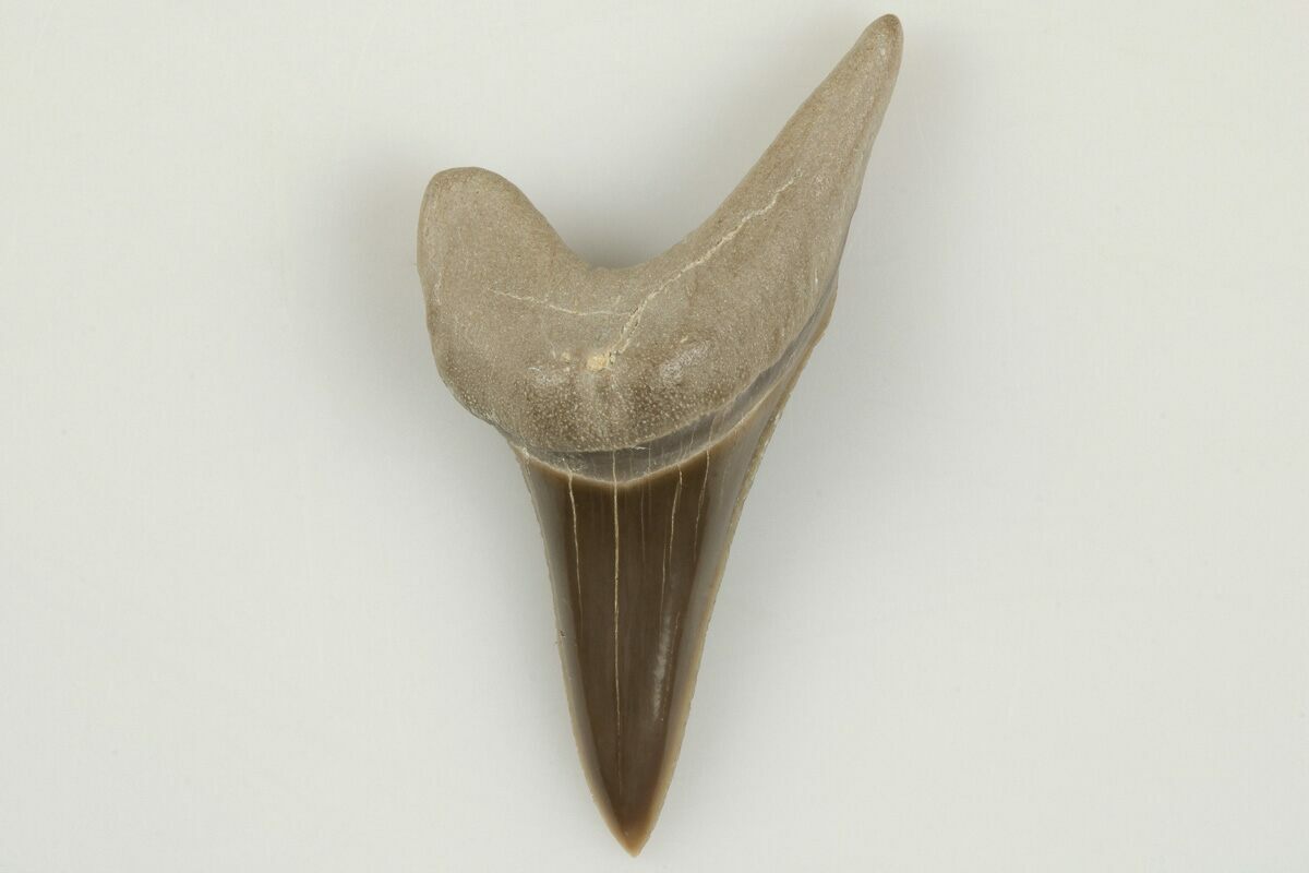 1.2" Fossil Shark (Cretodus) Tooth - Carlile Shale, Kansas (#203276 ...