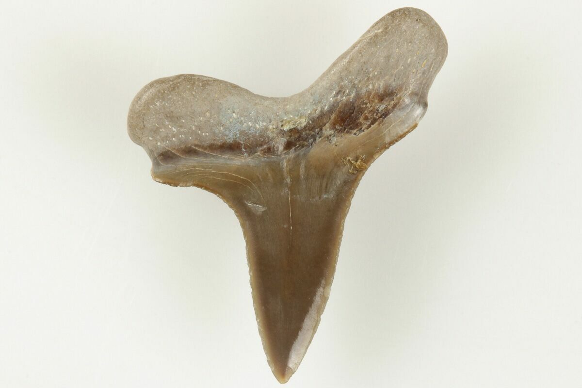 .8" Fossil Shark (Cretodus) Tooth - Carlile Shale, Kansas (#203289) For ...