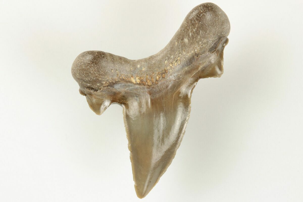 1.05" Fossil Shark (Cretodus) Tooth - Carlile Shale, Kansas (#203294 ...