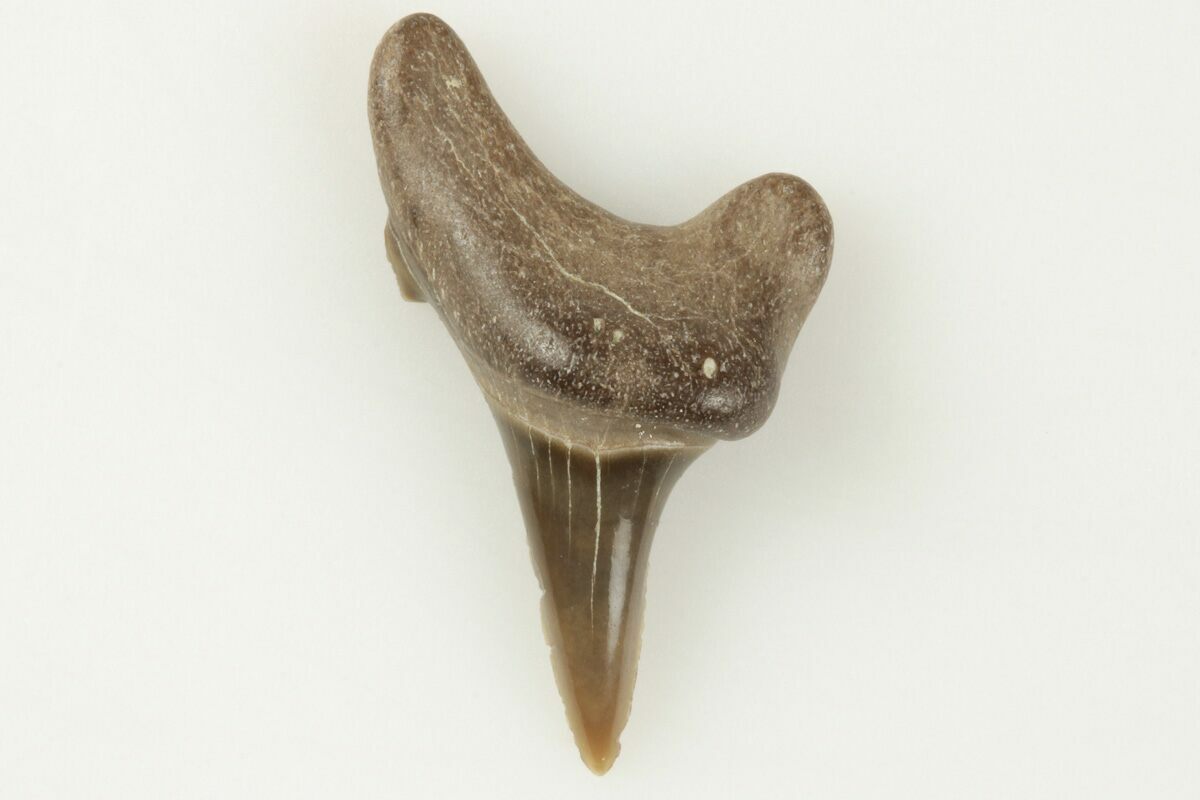 .6" Fossil Shark (Cretodus) Tooth - Carlile Shale, Kansas (#203296) For ...